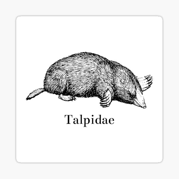 "Mole - Talpidae" Sticker for Sale by freekZOID | Redbubble