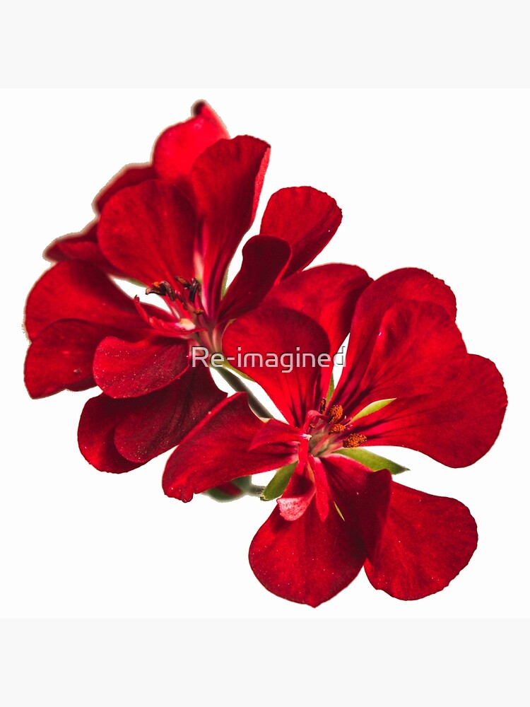 "Red Geranium Flowers" Poster for Sale by Re-imagined | Redbubble