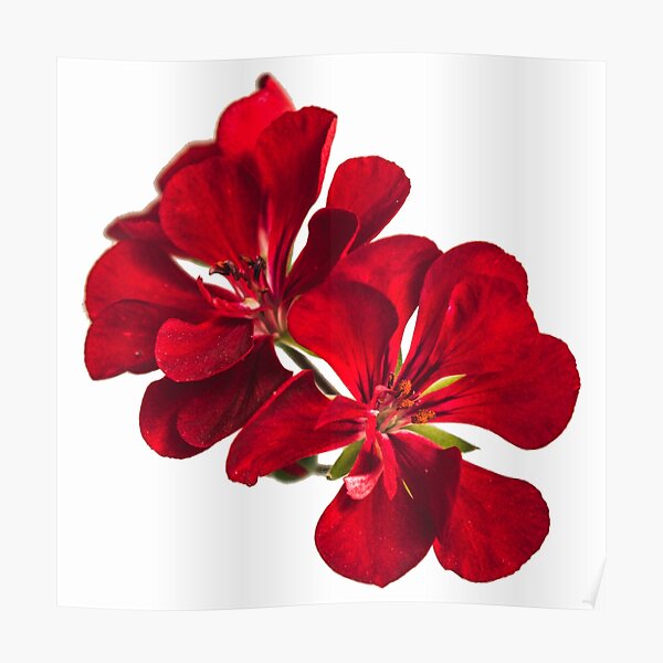 "Red Geranium Flowers" Poster for Sale by Re-imagined | Redbubble
