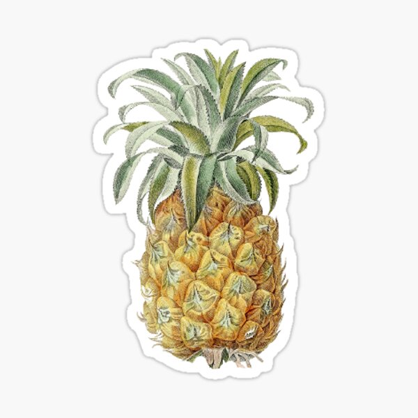"Pineapple" Sticker for Sale by GuestPostExpert | Redbubble