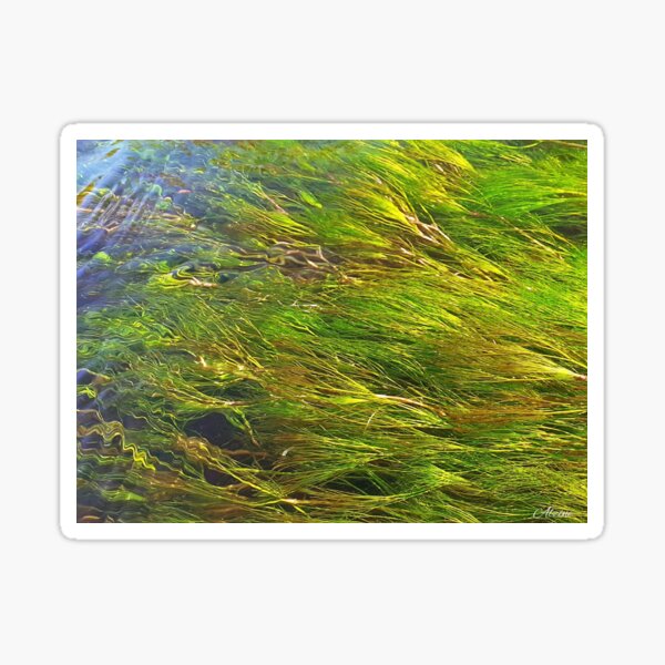 "Algae under water - algae in transparency" Sticker by alzinecorner ...