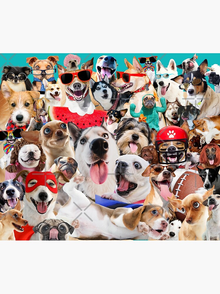 "Funny Silly Dogs Domestic Home Pets Friends Hilarious Expressions ...