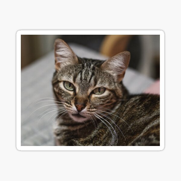 "Maya" Sticker by LoveToys | Redbubble