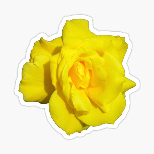 "Yellow Rose" Sticker for Sale by Re-imagined | Redbubble