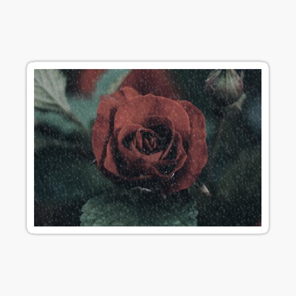 "Rain Rose" Sticker for Sale by Leya369 | Redbubble