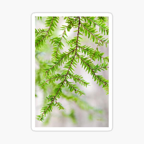 "Evergreen Tree Branch" Sticker for Sale by rollosphotos | Redbubble