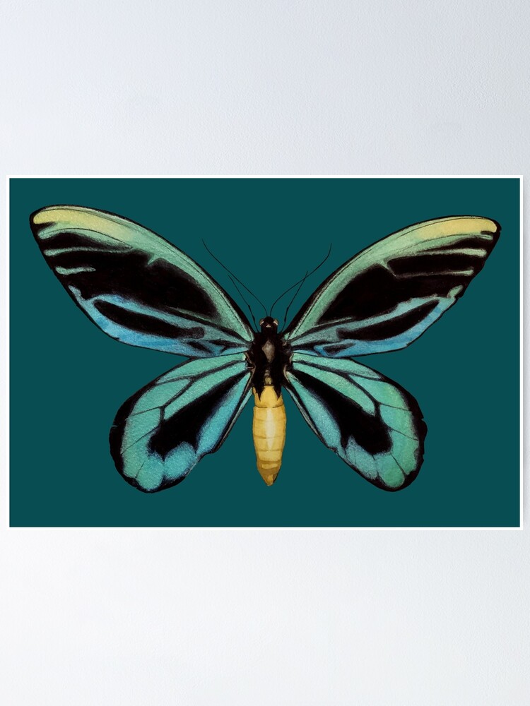 "Queen Alexandra’s Birdwing Butterfly" Poster for Sale by aquarielle ...