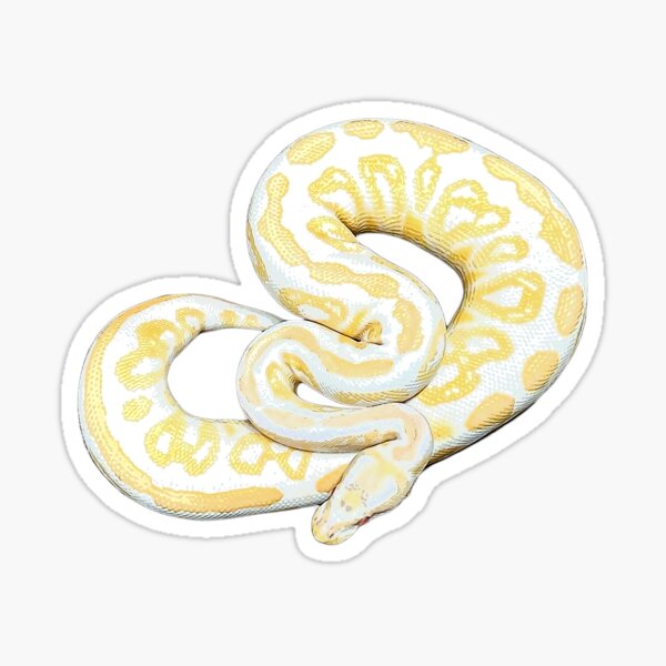 "Ball Python Morph" Sticker by Elarex | Redbubble