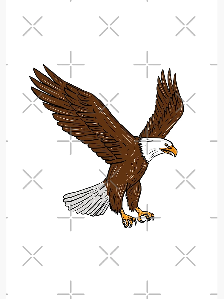 Easy Bald Eagle Flying Drawing Birds: Bald Eagle