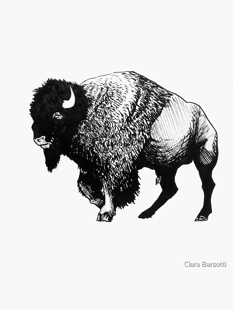 "Buffalo Ink Bison Drawing" Sticker for Sale by Ciarabarsotti | Redbubble