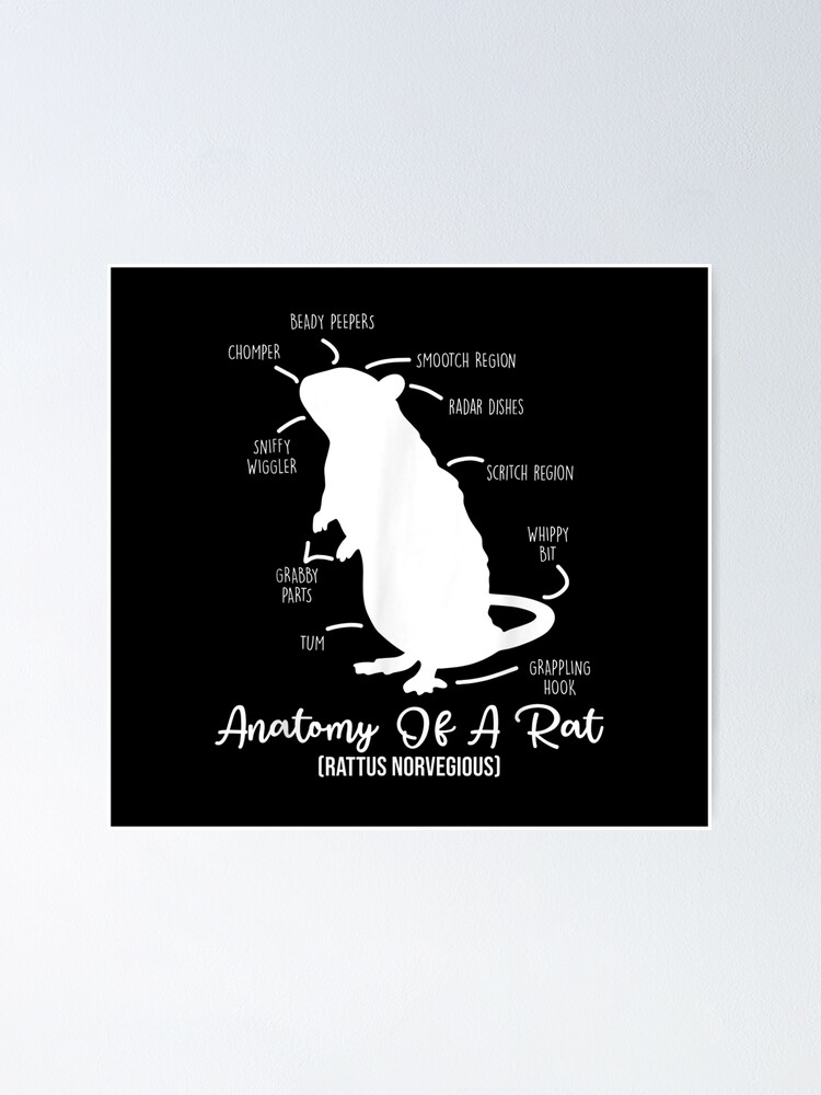 Póster «Camiseta Anatomy of Rat para cualquier amante de las ratas y ...