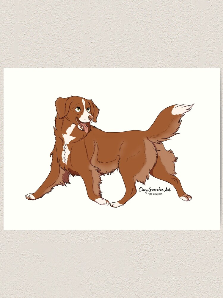 "duck toller" Art Print for Sale by mexicanine | Redbubble