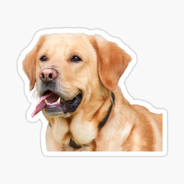 "Cute Labrador" Sticker by TigerBallerina | Redbubble