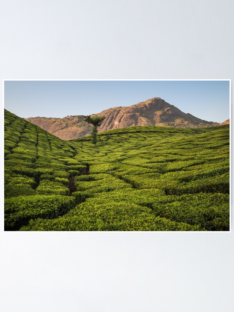 "Tea plantation, Munnar" Poster by berrega | Redbubble