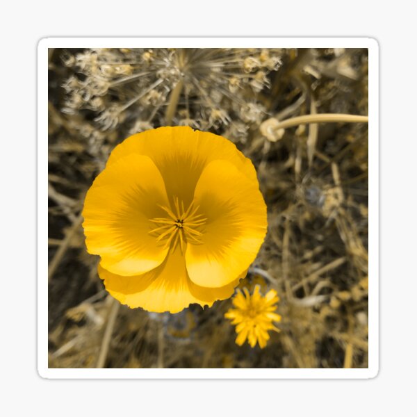 "Pansy" Sticker by Bunchable | Redbubble