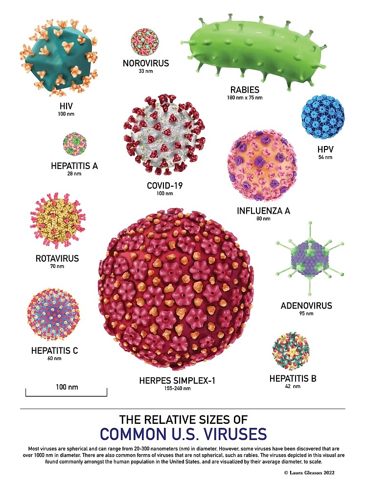"Relative Sizes of Common US Viruses" Poster for Sale by laura-sciart ...
