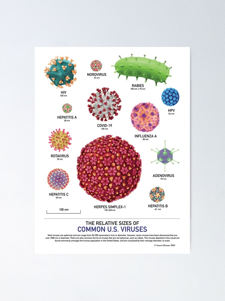 "Relative Sizes of Common US Viruses" Poster for Sale by laura-sciart ...
