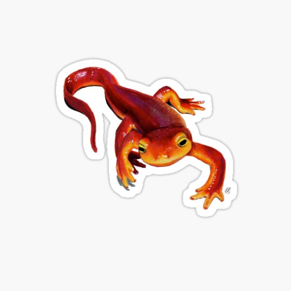 "California Newt" Sticker by laura-sciart | Redbubble
