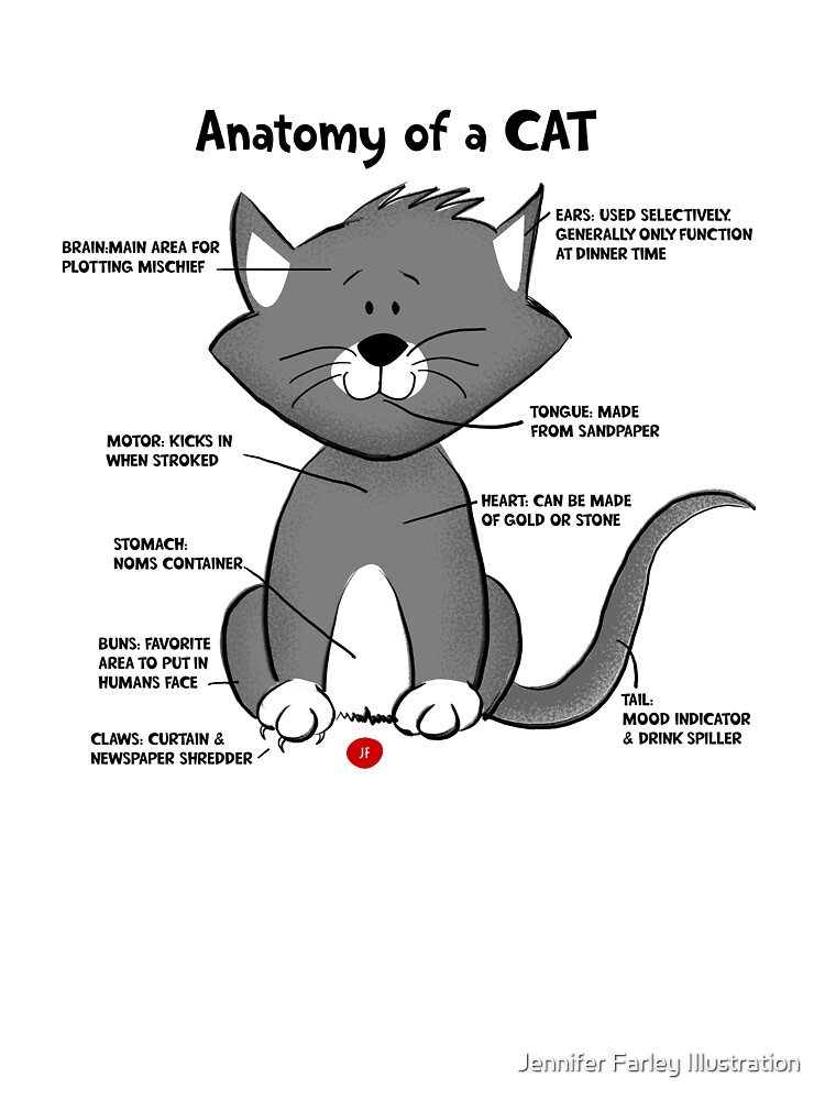 Cat Body Parts For Kids