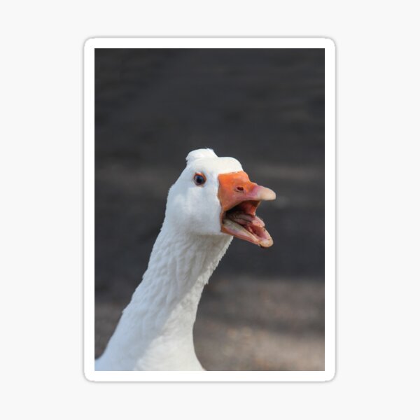 "Hey You! Go Away!" Sticker by heatherfriedman | Redbubble