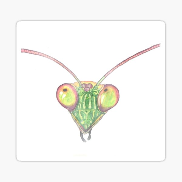 "Mantis Head" Sticker by dennisondoodles | Redbubble