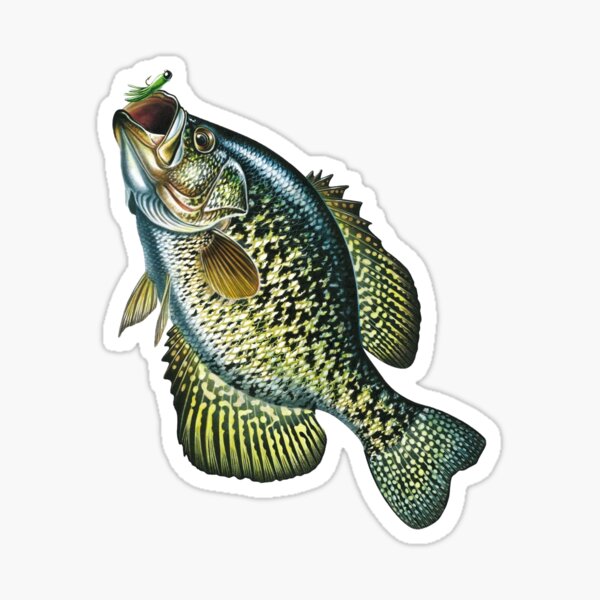 "Crappie fish" Sticker by AL021 | Redbubble