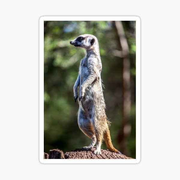 "Meerkat" Sticker by jennyjones | Redbubble