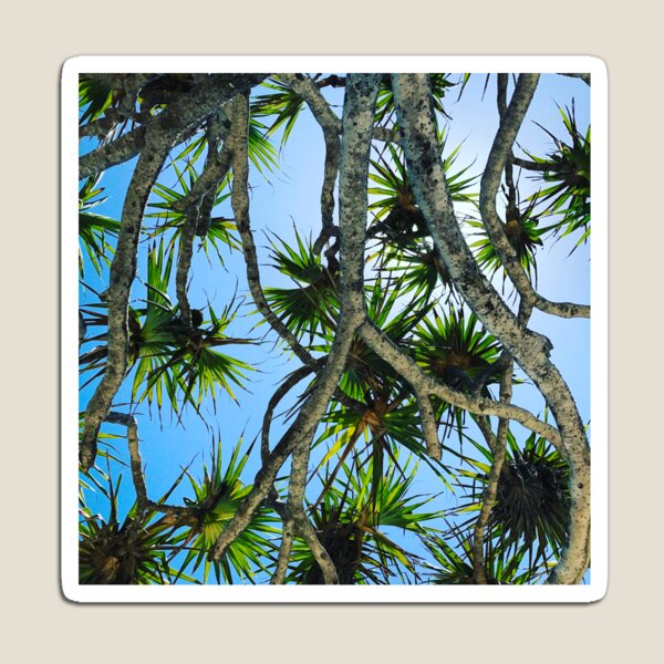 Pandanus Palm Gifts & Merchandise | Redbubble