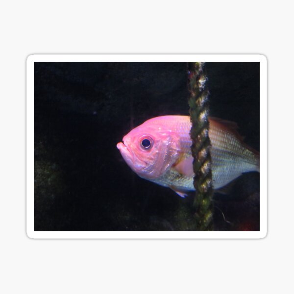 "Lovely pink fish" Sticker for Sale by greentiger1 | Redbubble