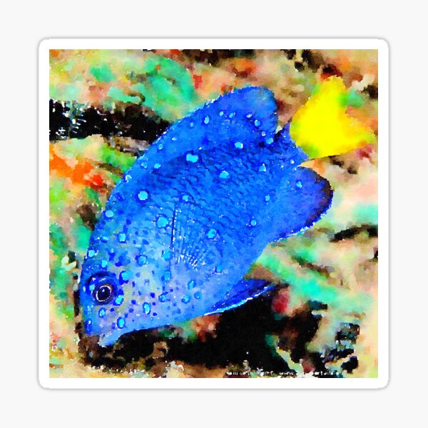 "Yellowtail damselfish " Sticker by iza-t | Redbubble