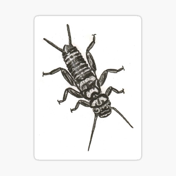 "Stonefly" Sticker for Sale by dennisondoodles | Redbubble