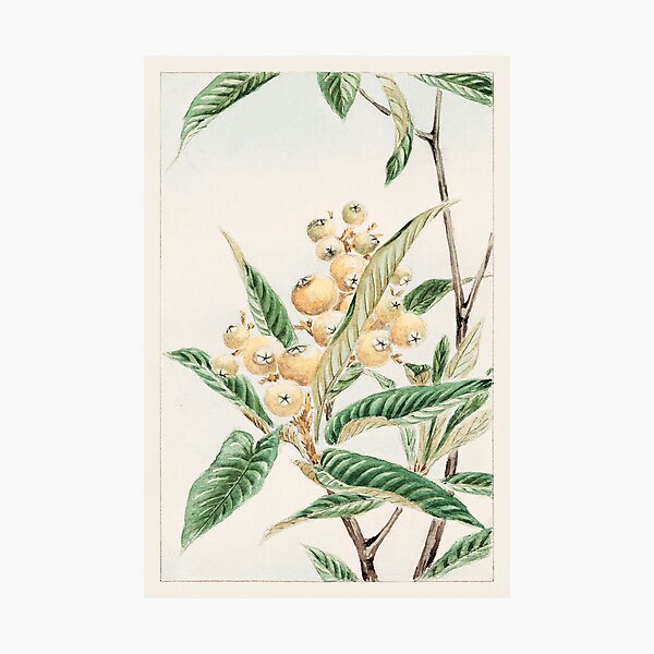"Traditional Japanese tree, Biwa loquat - Antique Botanical ...