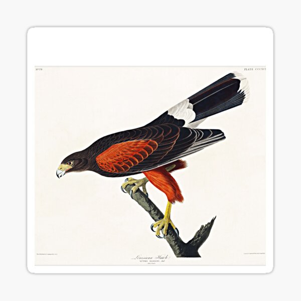 "Hawk" Sticker by Heartwalker | Redbubble