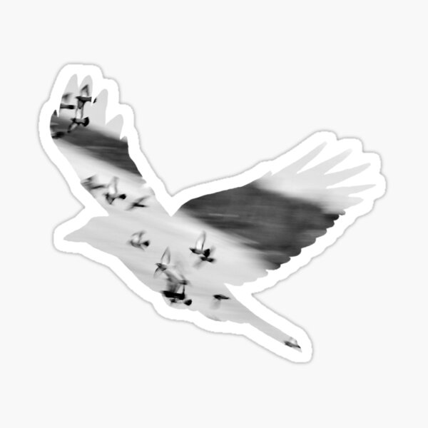 "Free as a Bird - Birds Photo Flock of Birds Flying Birds in Flight ...