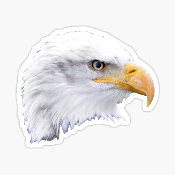 "Bald eagle head - eagle art" Sticker by AlexSin | Redbubble