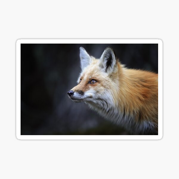 "Red Fox" Sticker for Sale by mlorenz | Redbubble