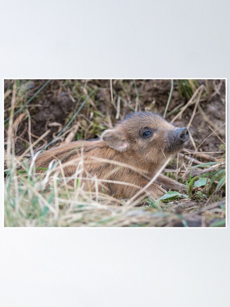 "Wild boar (Sus scrofa)" Poster for Sale by stevesimages1 | Redbubble