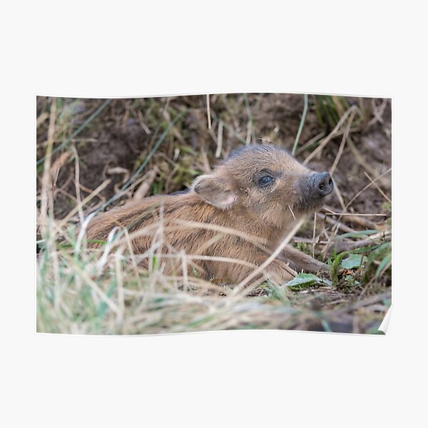 "Wild boar (Sus scrofa)" Poster for Sale by stevesimages1 | Redbubble