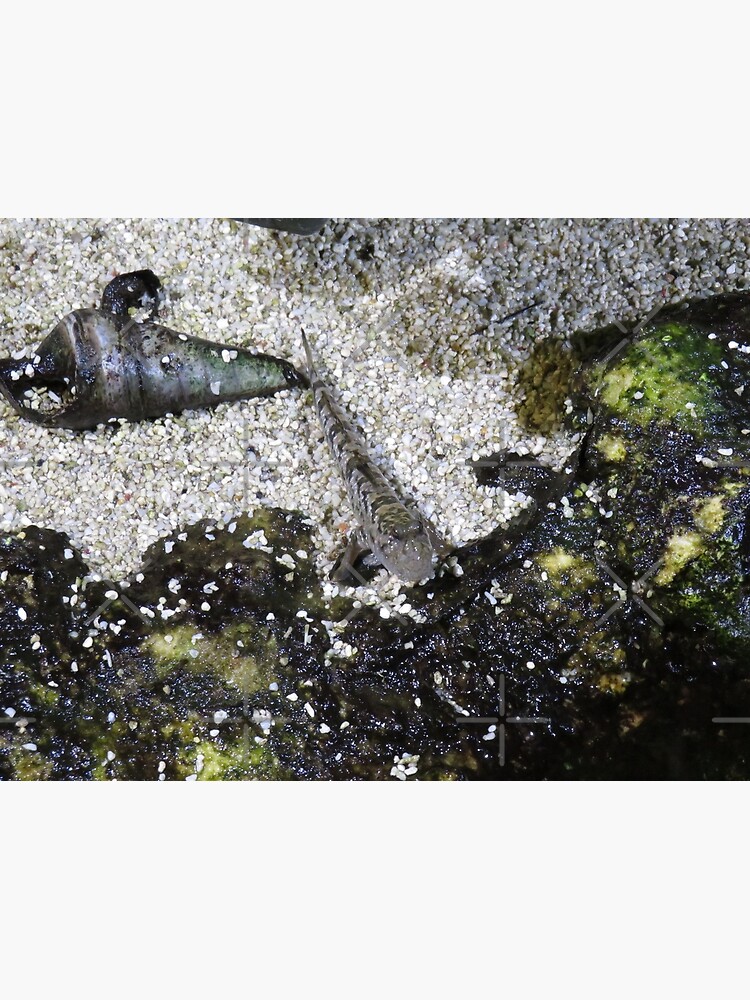 "Pointy shell and a mudskipper" Poster for Sale by greentiger1 | Redbubble