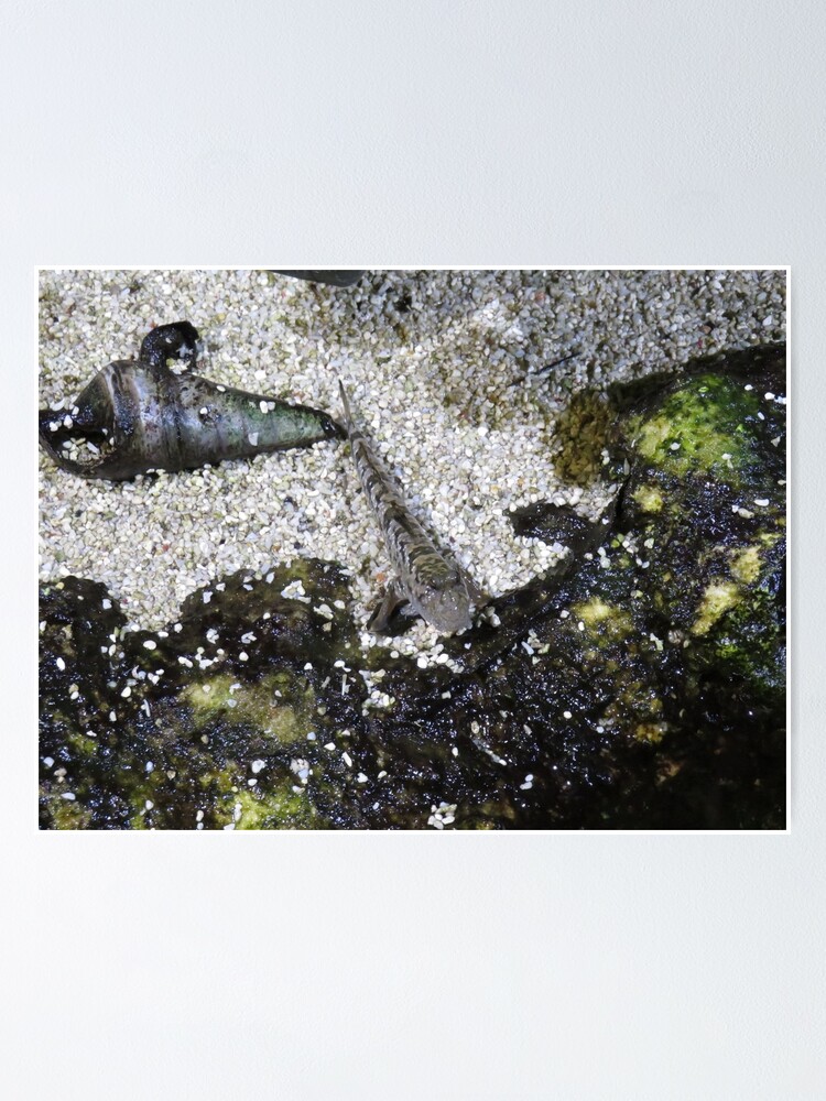 "Pointy shell and a mudskipper" Poster for Sale by greentiger1 | Redbubble