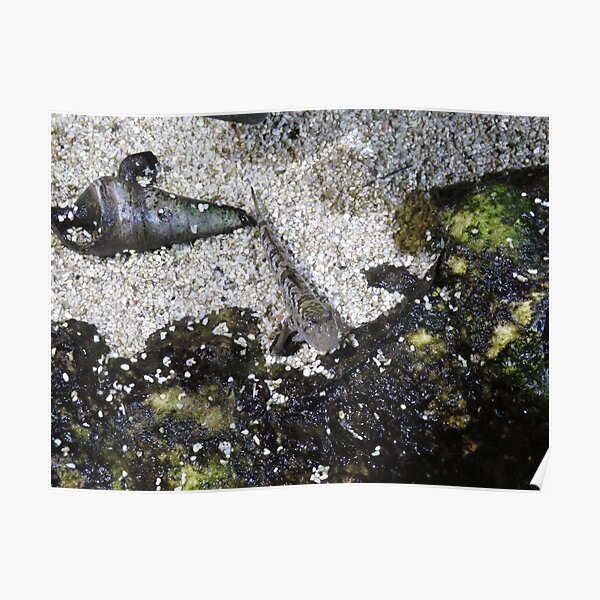 "Pointy shell and a mudskipper" Poster for Sale by greentiger1 | Redbubble