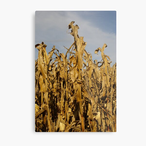 Corn Stalks Metal Prints | Redbubble