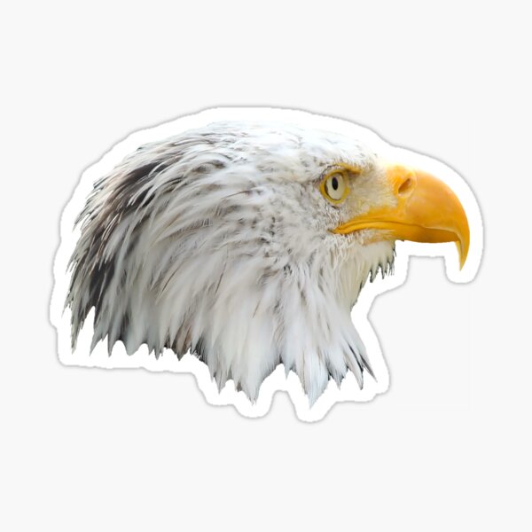 "Bald eagle head - eagle art" Sticker by AlexSin | Redbubble
