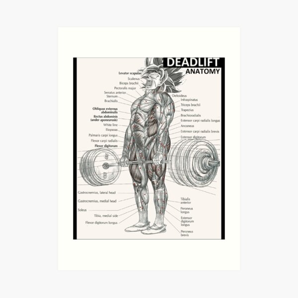 "Deadlift Muscle Chart - Anatomy Diagram - Anime Gym Motivational ...