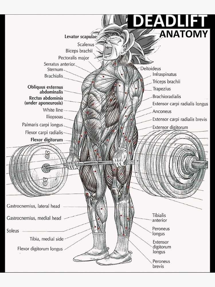 "Deadlift Muscle Chart - Anatomy Diagram - Anime Gym Motivational ...
