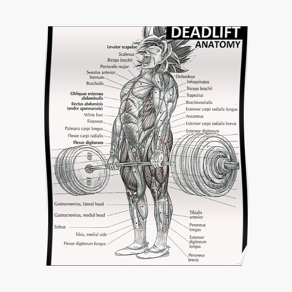 "Deadlift Muscle Chart - Anatomy Diagram - Anime Gym Motivational ...