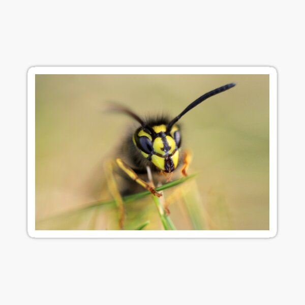 "Wasp" Sticker for Sale by LisaRoberts | Redbubble