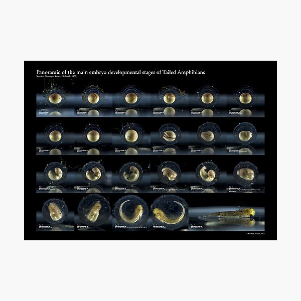 "Panoramic of the main embryo developmental stages of Tailed Amphibians ...