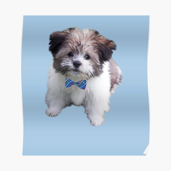 "Cute pedigree" Poster for Sale by Sarah-Lively | Redbubble