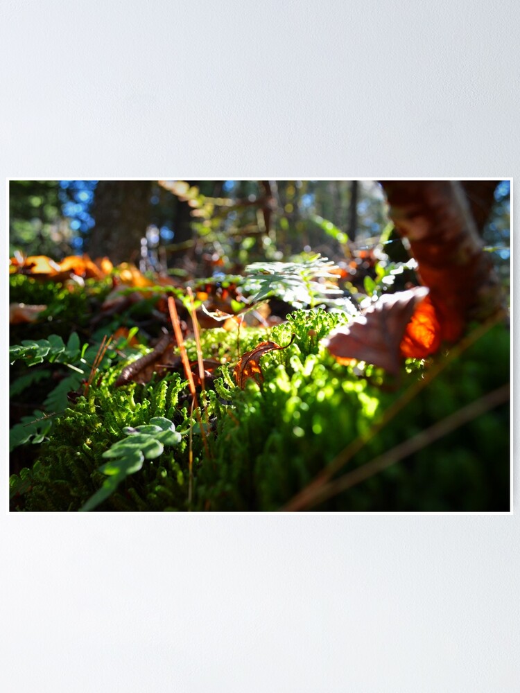 "Flora" Poster for Sale by enigmaticprints | Redbubble